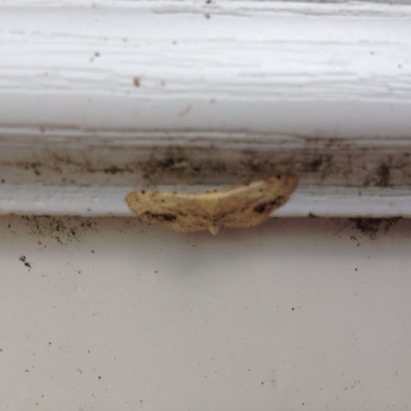 Single-dotted Wave | Project Noah