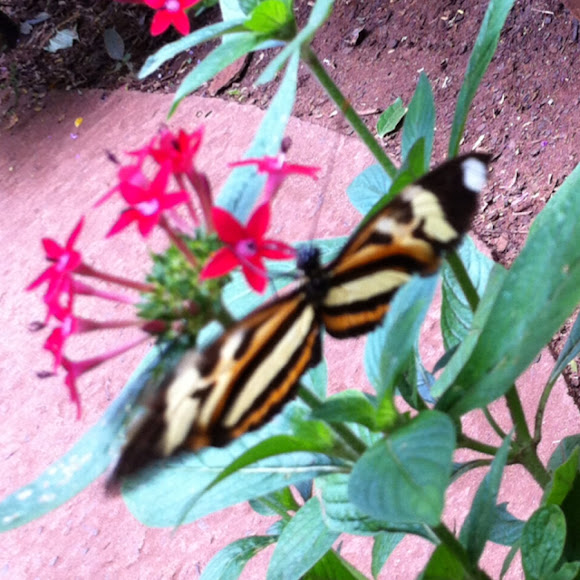 Ethilla Heliconius | Project Noah