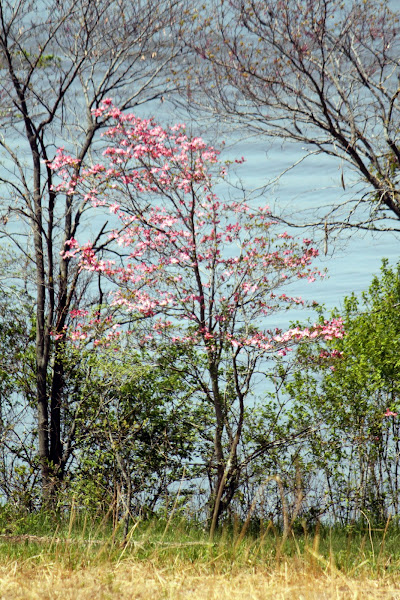 Prairie Crabapple | Project Noah