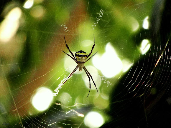 Signature spider | Project Noah