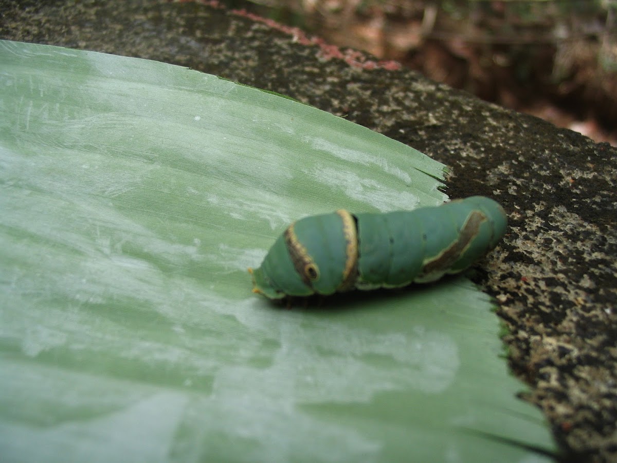 Common Mormon caterpillar | Project Noah