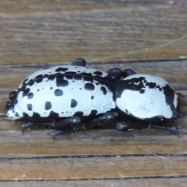 Iron Clad Beetle | Project Noah