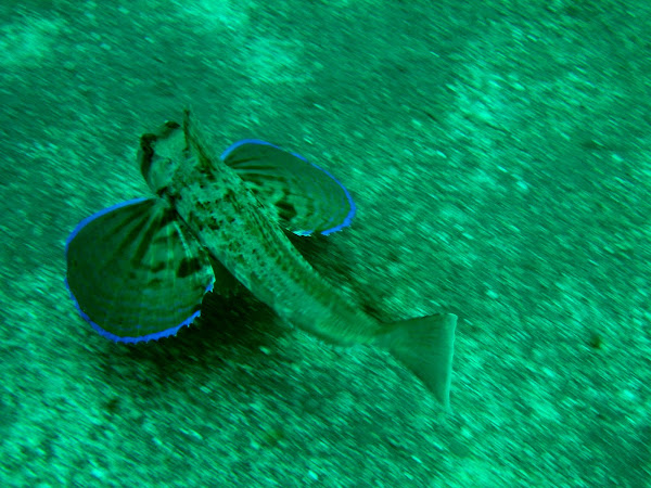 Sea Robin, rubio | Project Noah