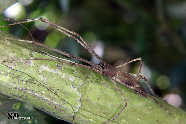 Deinopid spider | Project Noah