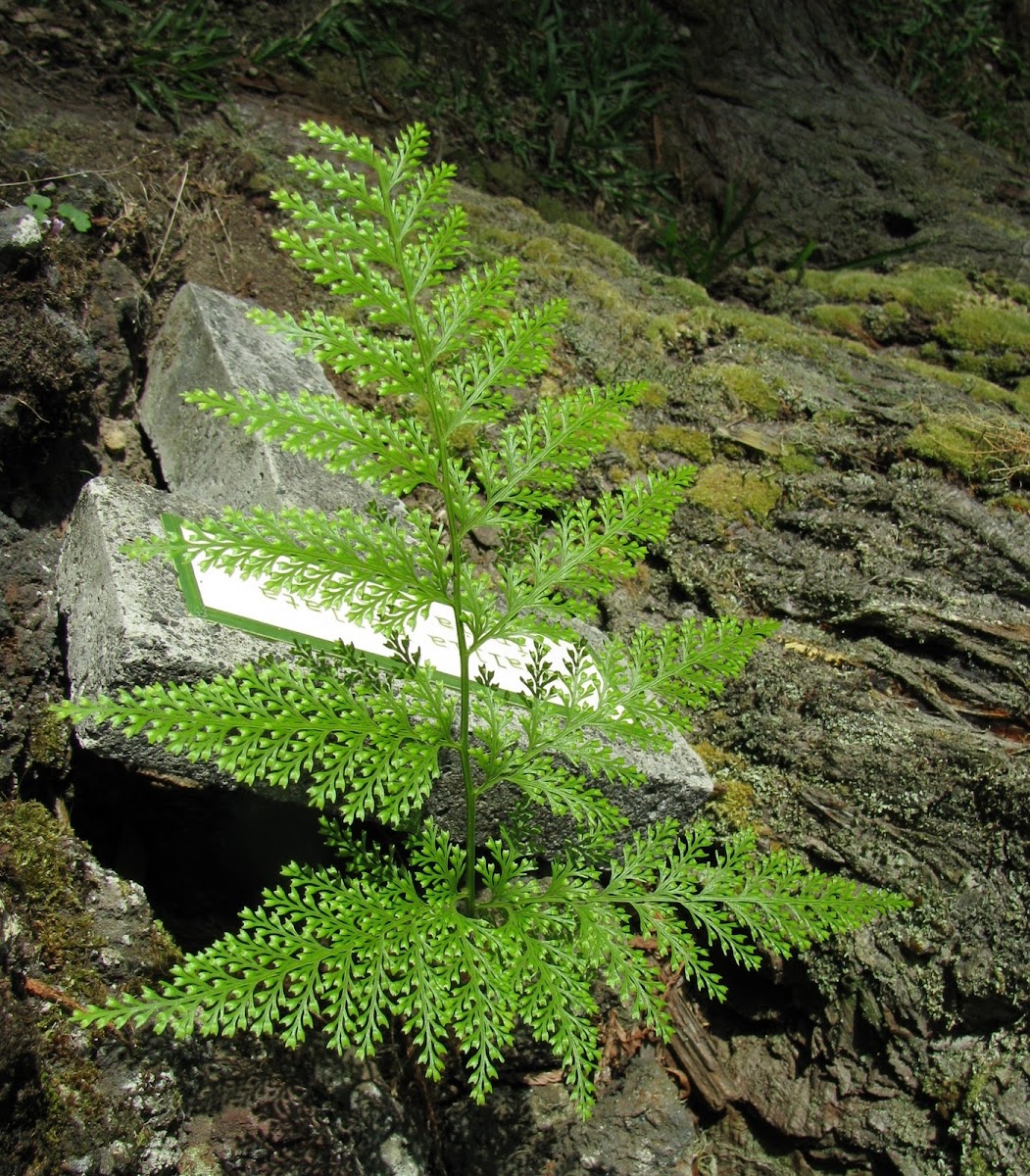 Hare's foot fern | Project Noah