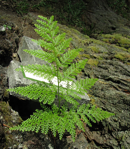 Hare's foot fern | Project Noah