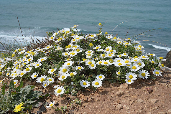 Coastal false chamomile | Project Noah