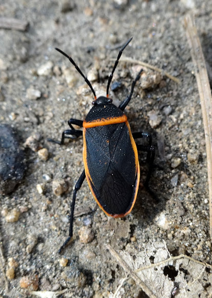 Bordered plant bug | Project Noah