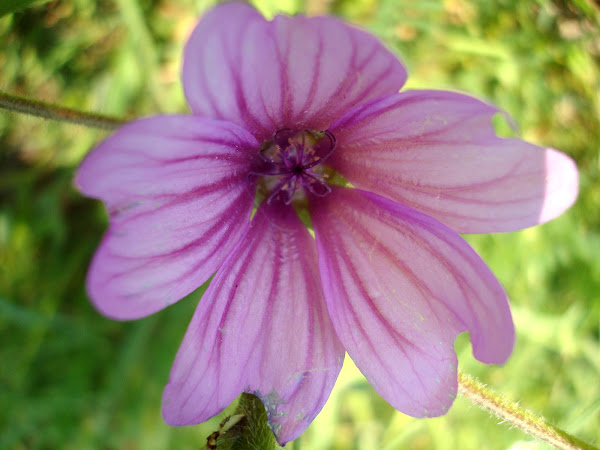 Common Mallow / Crni sljez | Project Noah