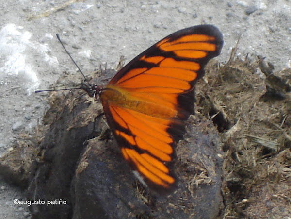 Juno longwing | Project Noah