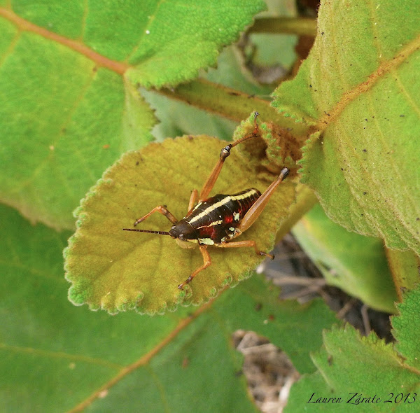 Grasshopper - Chapulin Comestible | Project Noah