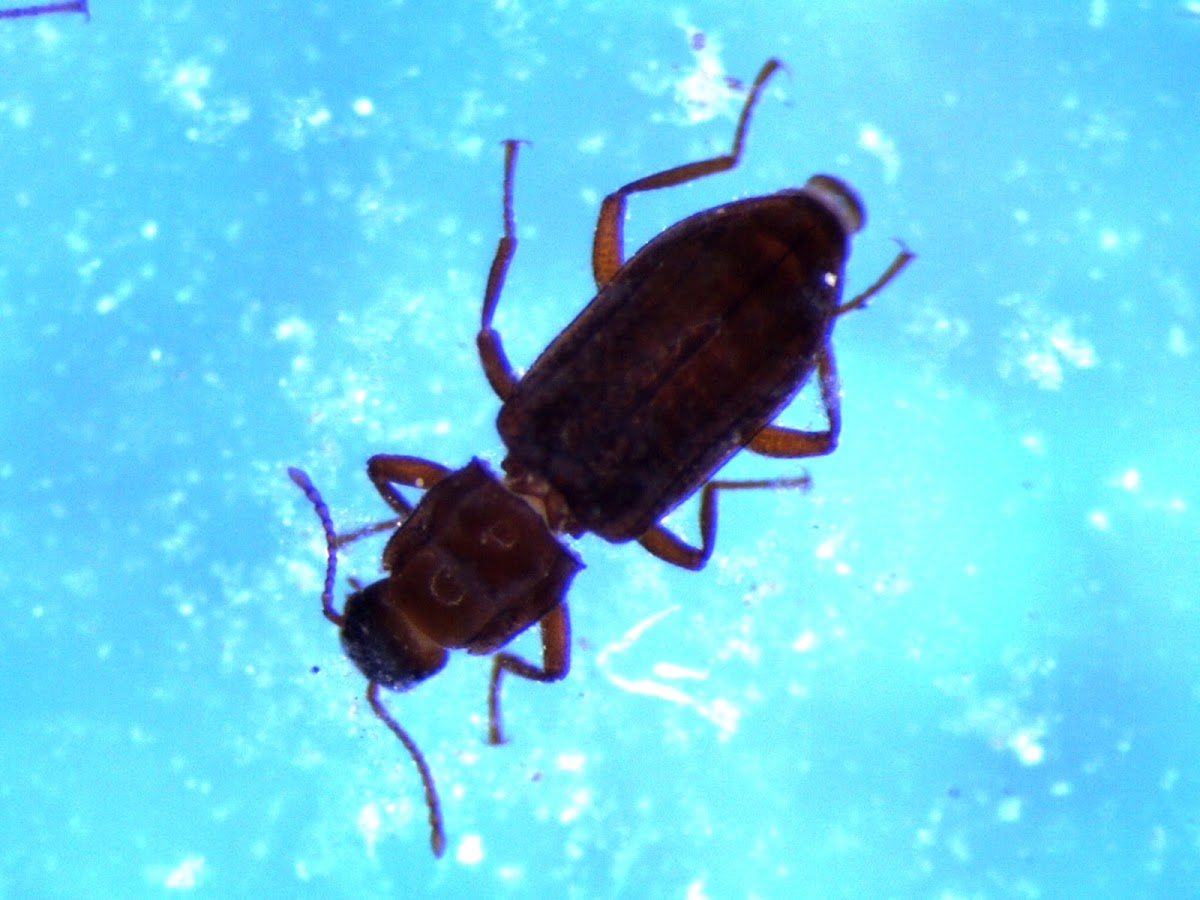 Riffle Beetle | Project Noah