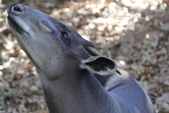 Yellow-backed Duiker | Project Noah
