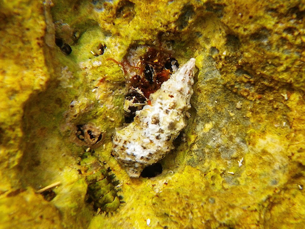 Common Cerith | Project Noah