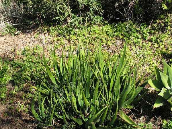 Aloe Vera | Project Noah