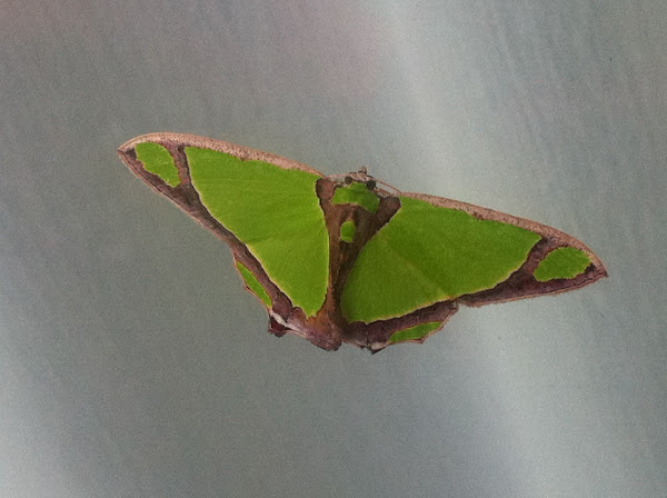 Tailed Emerald Moth | Project Noah