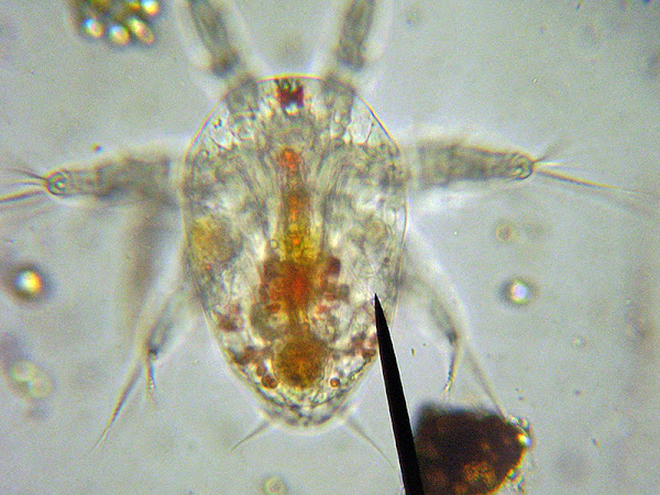Cyclops copepod | Project Noah