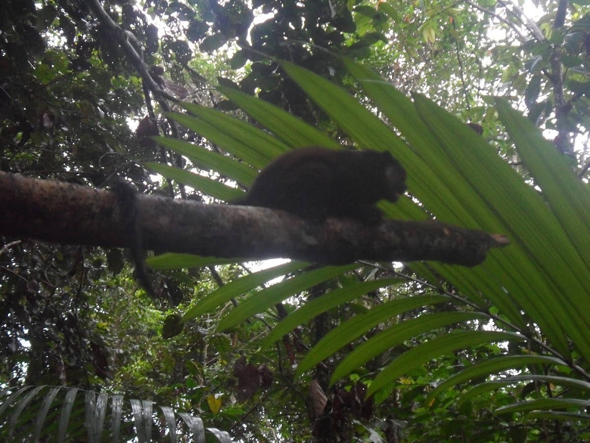 Mono Titi | Project Noah