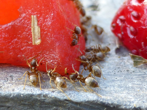 Formica sp. | Project Noah