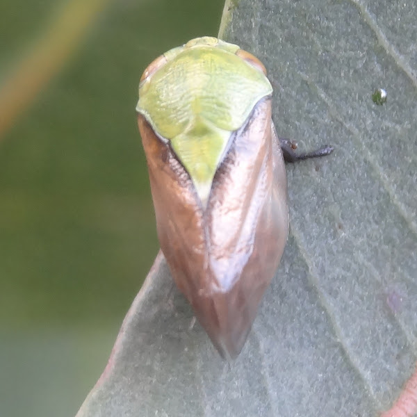 Tube spittle bug | Project Noah