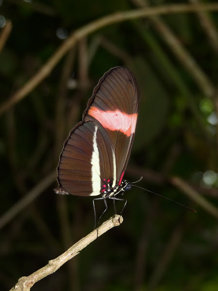 Heliconius butterfly | Project Noah