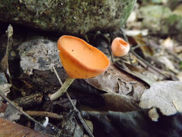 Cookeina speciosa | Project Noah