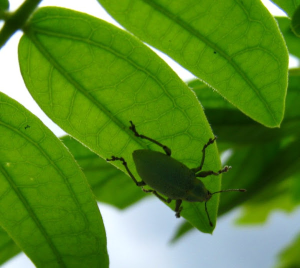 Blue-Green Citrus Root Weevil | Project Noah