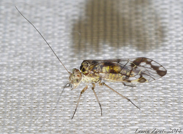 Bark Louse (Psocid) | Project Noah