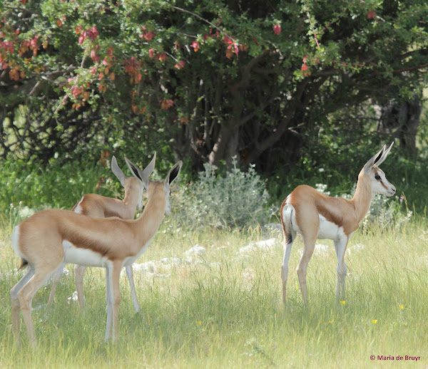 Springbok | Project Noah