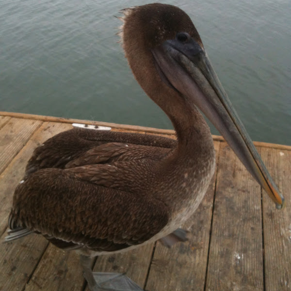 Pelican | Project Noah