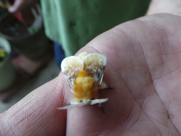 Southern Flannel Moth | Project Noah