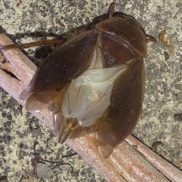 Small Giant Waterbug | Project Noah