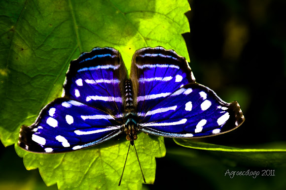 Mariposa Azul Real | Project Noah