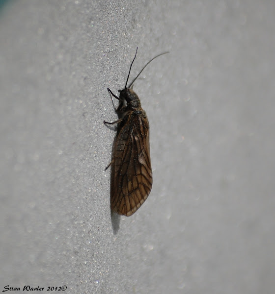 Alderfly | Project Noah
