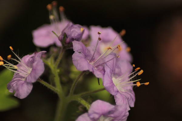 Fernleaf Phacelia | Project Noah