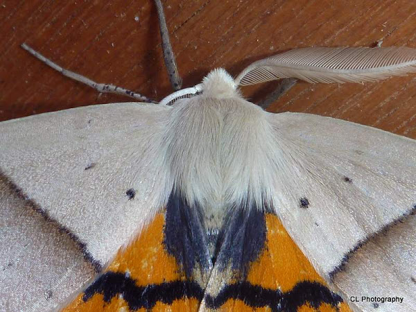 Fallen Bark Looper | Project Noah