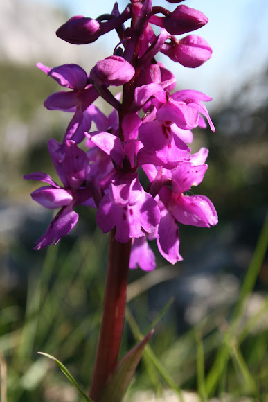 Orchis morio | Project Noah