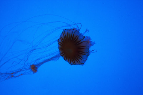 Compass Jelly | Project Noah