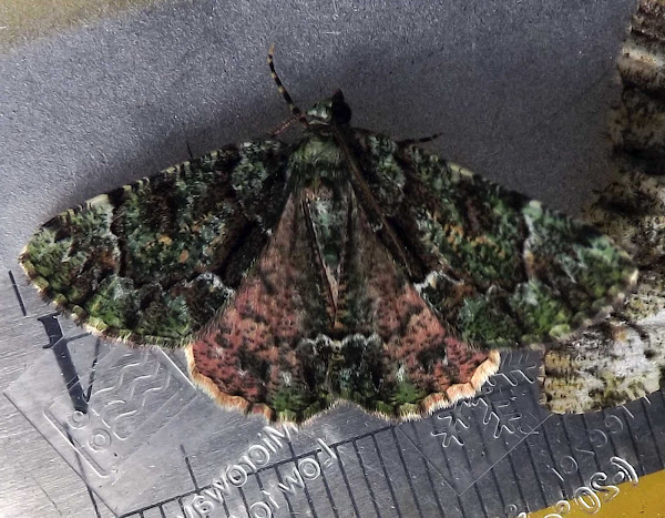 Lemon-scented Tea Tree Moth | Project Noah