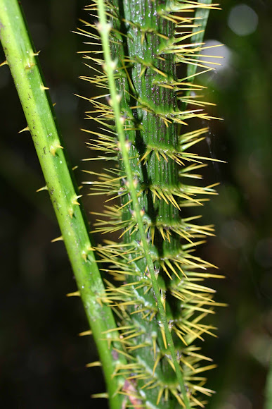 Large Lawyer Cane | Project Noah