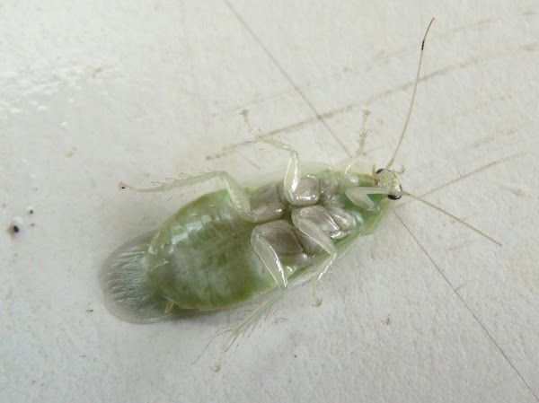 Green cockroach | Project Noah