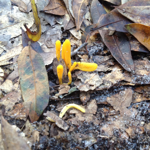Yellow Club Fungus | Project Noah