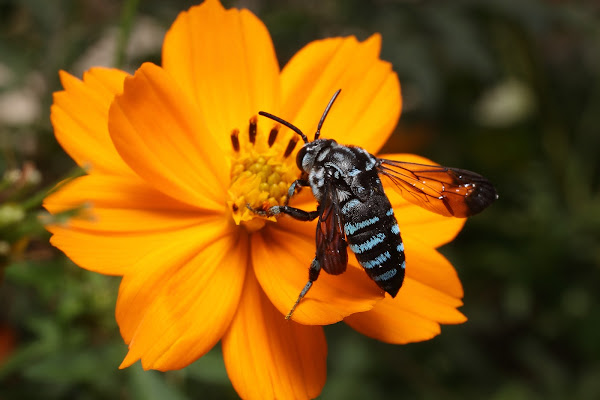 Blue Cuckoo Bee | Project Noah