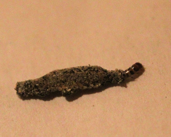 Case-making clothes moth larvae | Project Noah