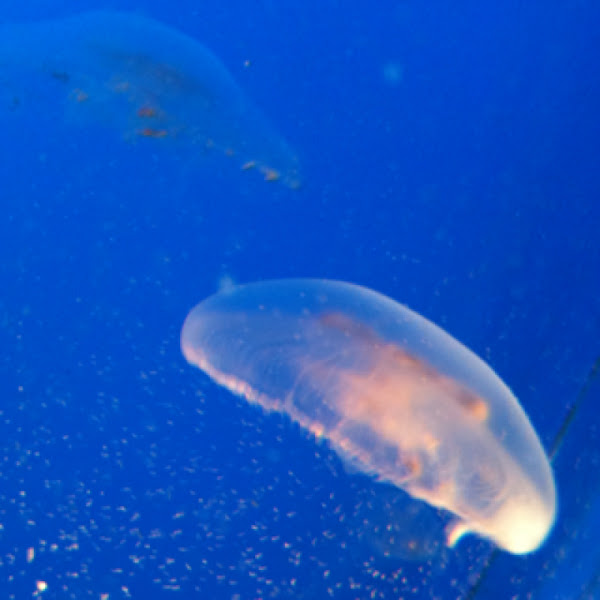 Moon jelly | Project Noah