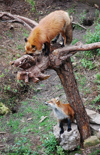 Red Fox | Project Noah