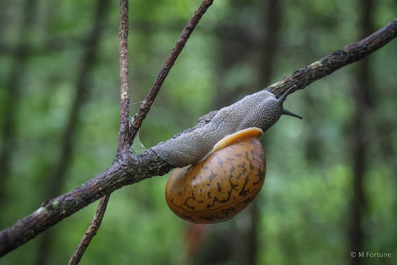 Queen Crater Snail | Project Noah