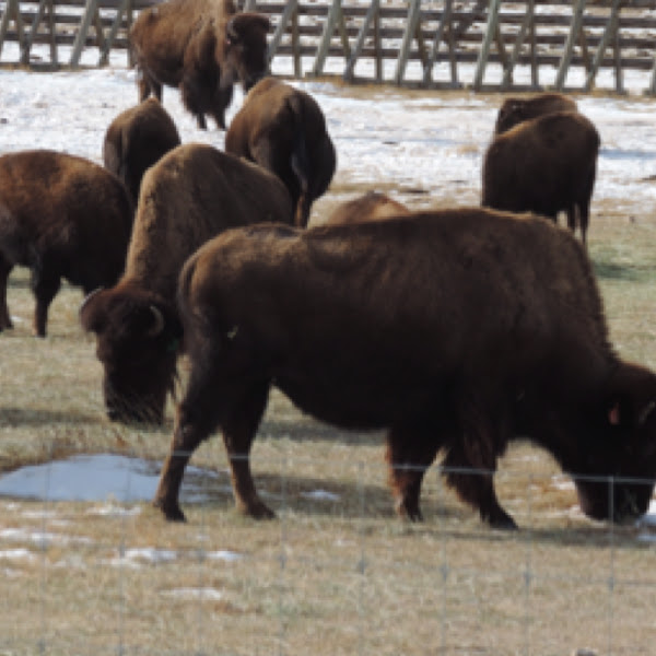 Bison | Project Noah