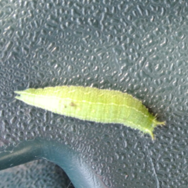 Hackberry Emperor Caterpillar | Project Noah