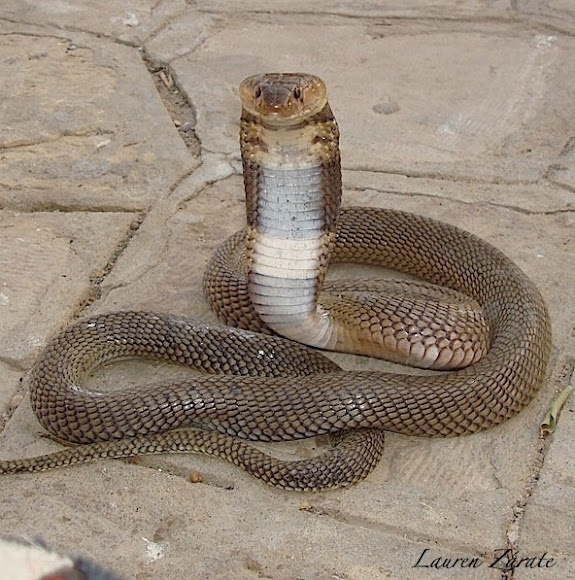 Egyptian Cobra | Project Noah
